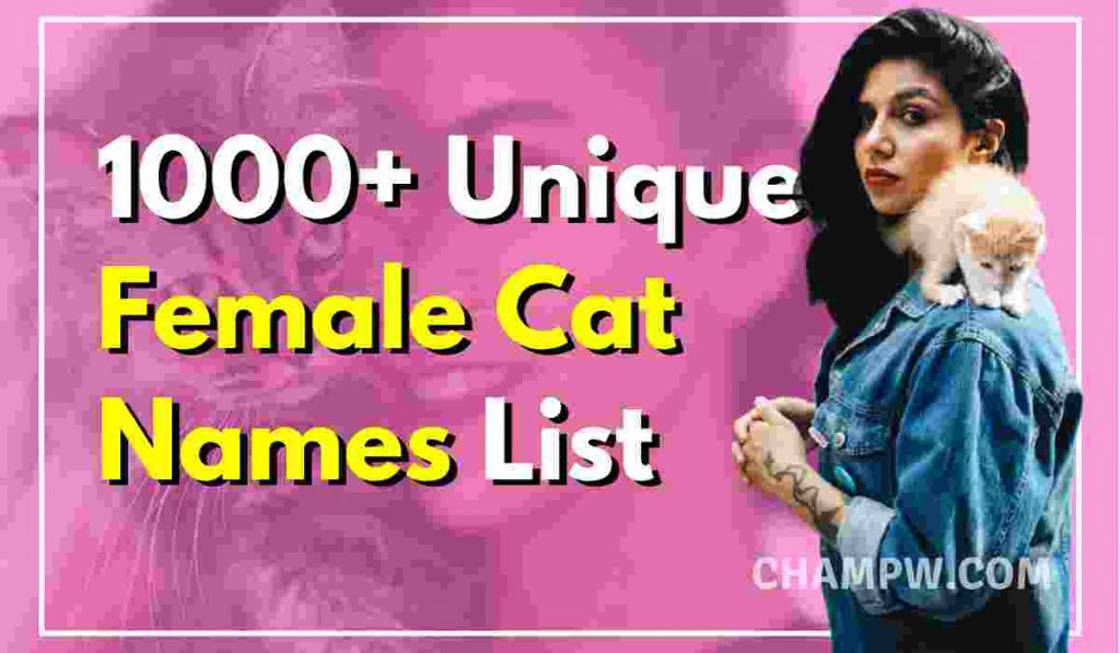 1000+ Unique Female Cat Names List In 2025