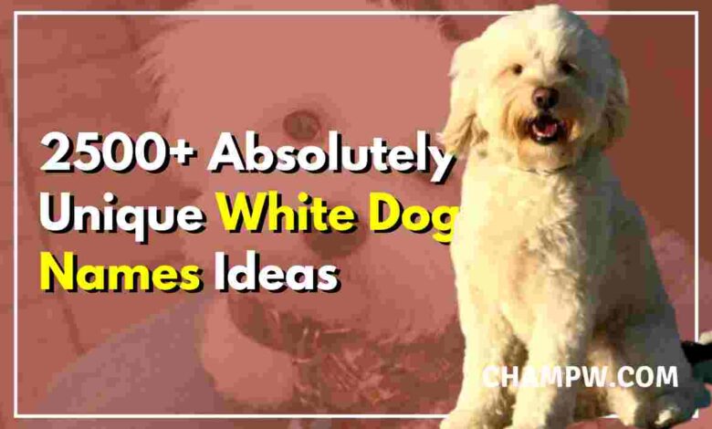 2500+ Absolutely Unique White Dog Names Ideas In 2024