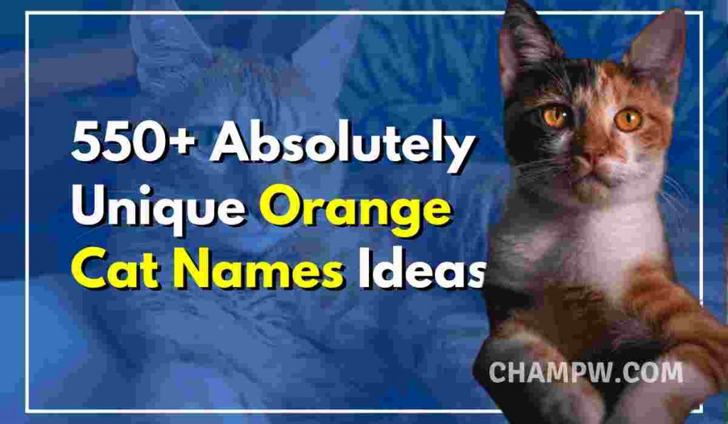 550+ Orange Cat Names Absolutely Unique List In 2025