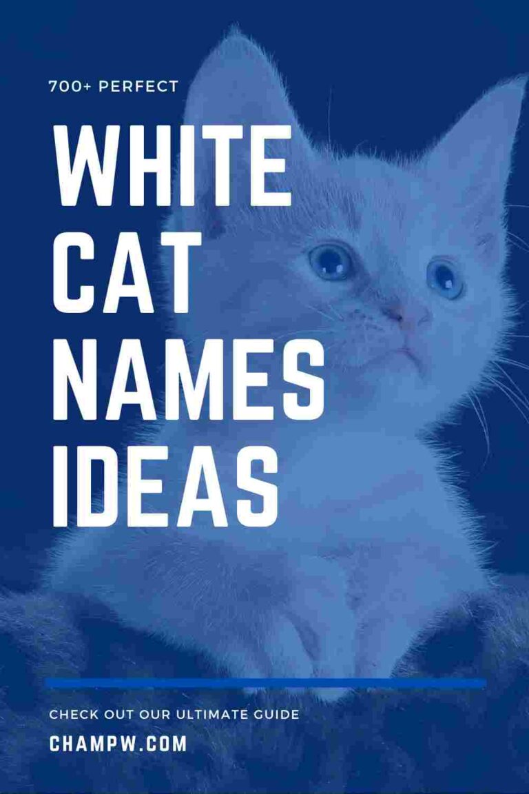 700+ Perfect White Cat Names For Your Furry Friend In 2025