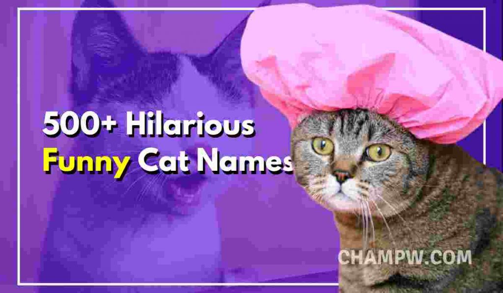 500+ Hilarious Funny Cat Names You Must Try In 2025