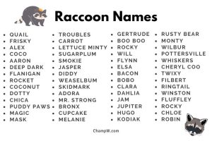 250+ Raccoon Names New Ideas For Your Furry Little Friend