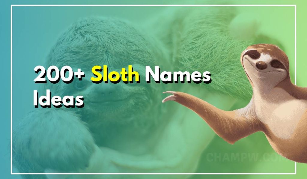 200+ Sloth Names: Learn More Before You Decide