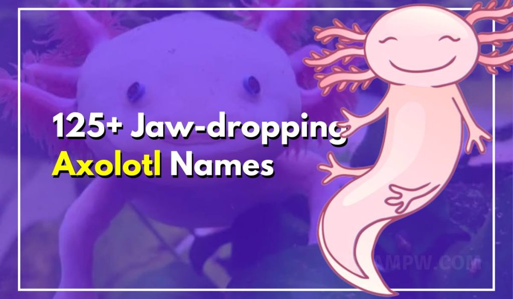 125+ Jaw-dropping Axolotl Names For Your Fun-loving Friend