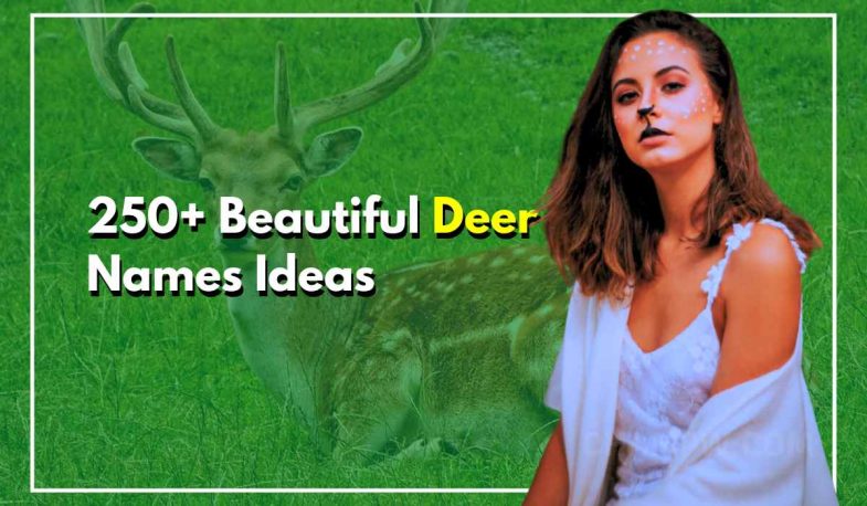 250+ Beautiful Deer Names Ideas For Your Wild Or Pet Friend