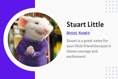 100+ Popular Mouse Names So Perfect, Even Cats Approve!