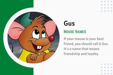 100+ Popular Mouse Names So Perfect, Even Cats Approve!