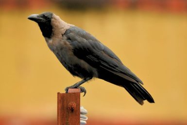 200+ Raven Names Ideas For Your Loyal Tiny Friend With Wings