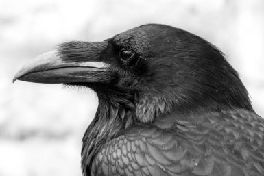 200+ Raven Names Ideas For Your Loyal Tiny Friend With Wings