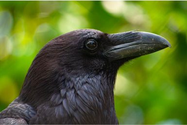 200+ Raven Names Ideas For Your Loyal Tiny Friend With Wings