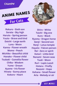 100+ Anime Names For Cats For Your Pet
