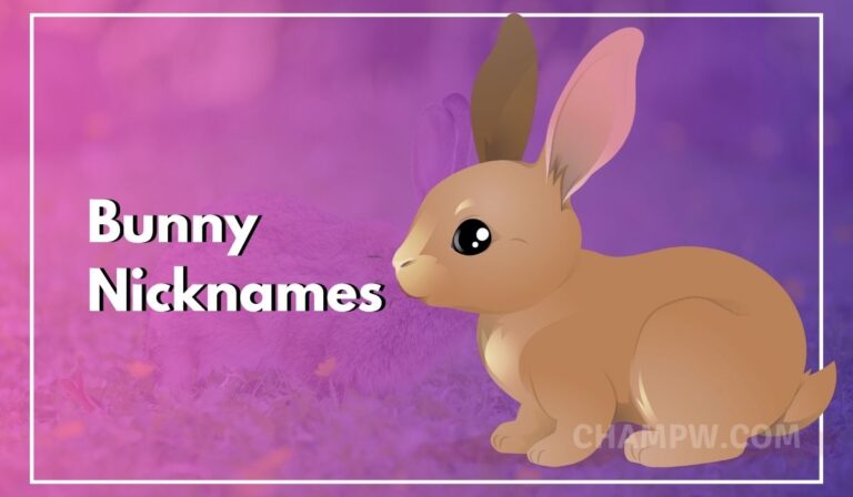 500+ Bunny Nicknames For Your Pet Rabbit